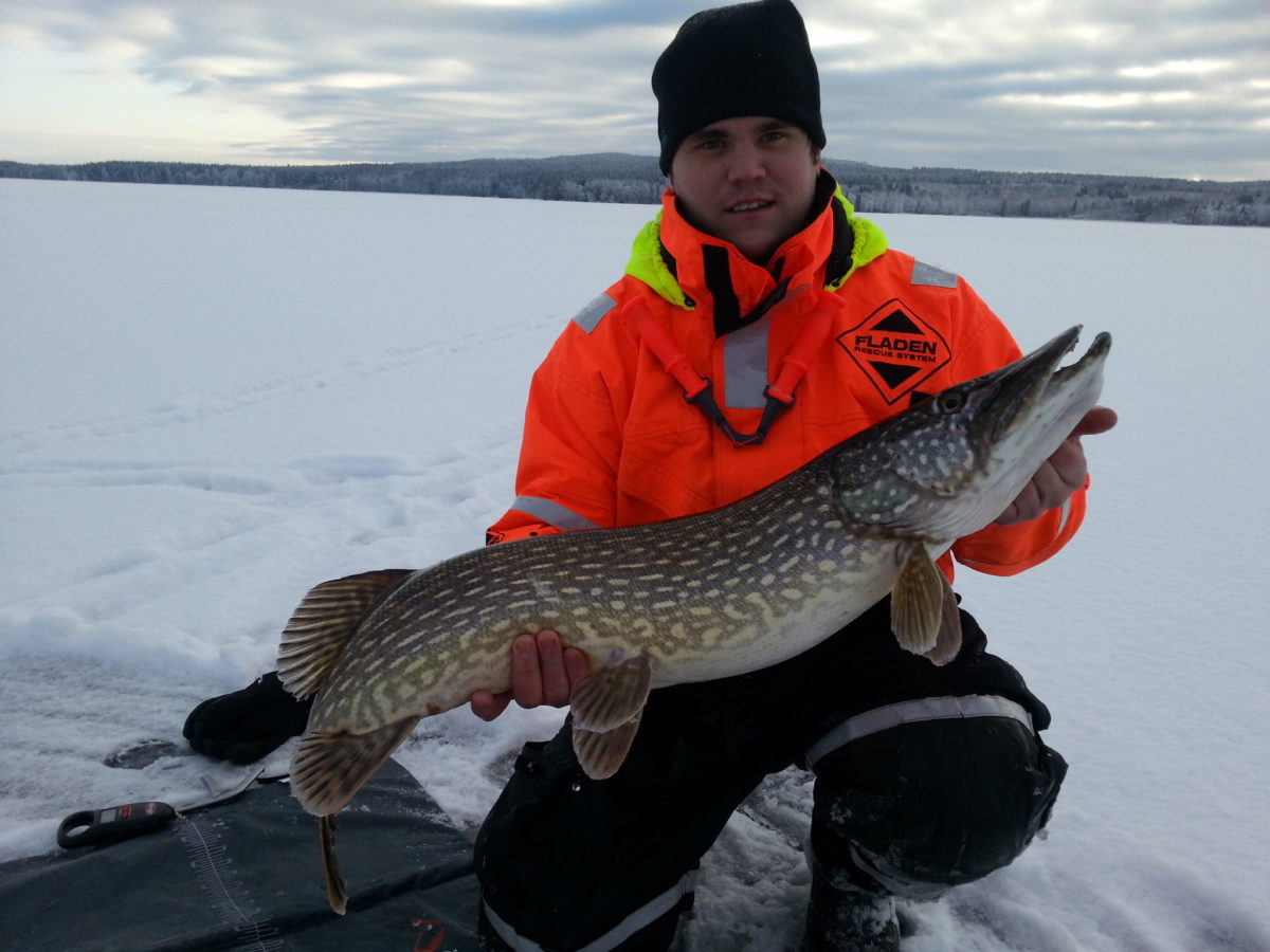 Herlig gjedda från Joakim Sundberg - PikewallisFriluftsliv