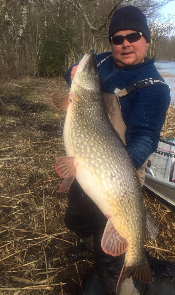 Sveriges største gjedde så långt i 2015 ? inn i tevlingen ...