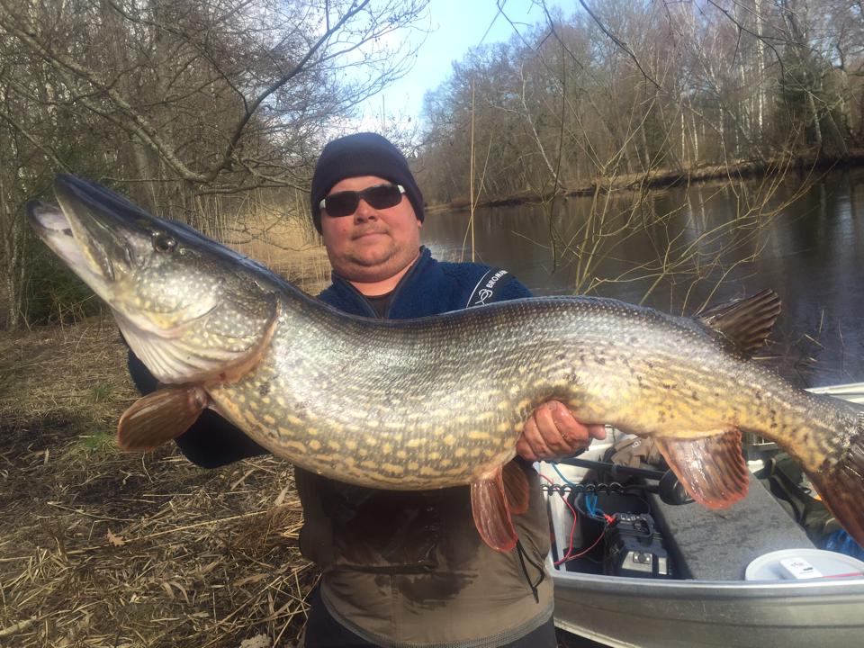 Sveriges største gjedde så långt i 2015 ? inn i tevlingen ...
