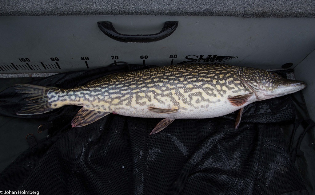 Johan Holmberg med 41,5 kg gjedde fordelt på 4.stk. - PikewallisFriluftsliv