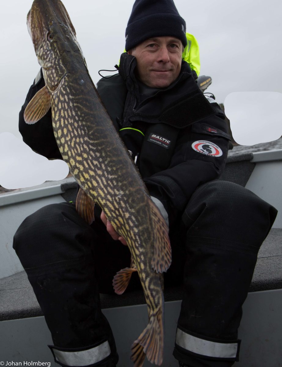 Johan Holmberg med 41,5 kg gjedde fordelt på 4.stk. - PikewallisFriluftsliv
